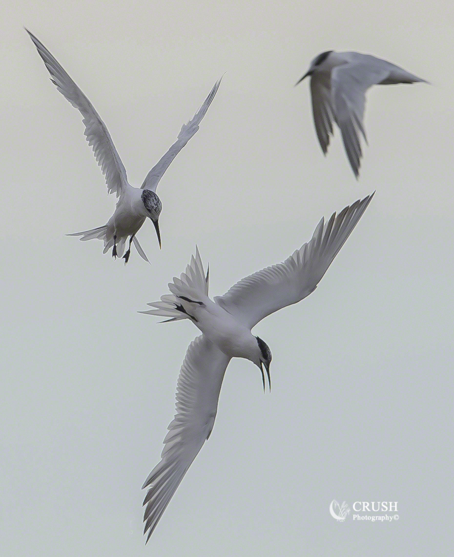 Which birds return first in Spring to the UK?